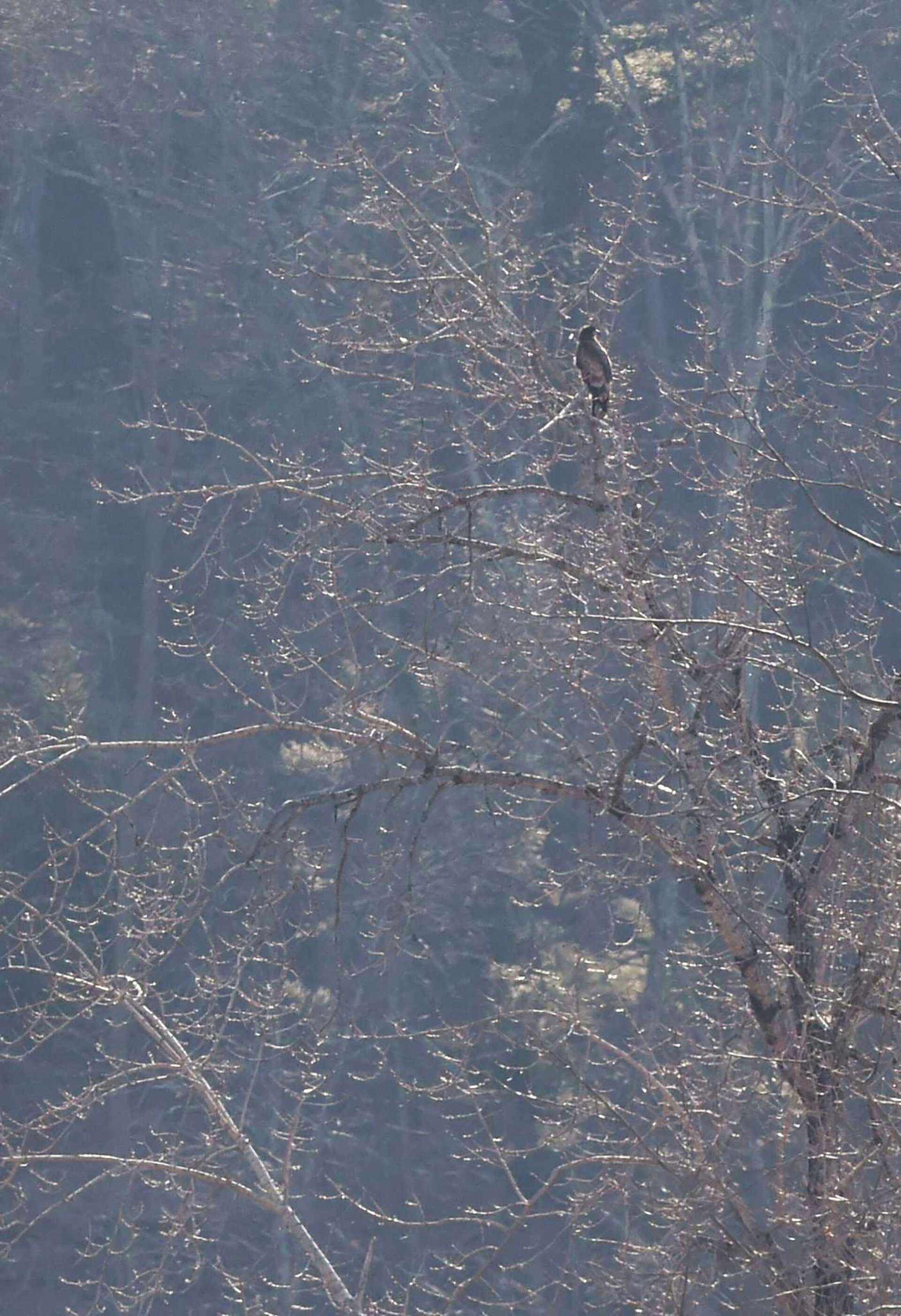 Bird watchers flock to Southbury dam in hopes of spotting a bald eagle