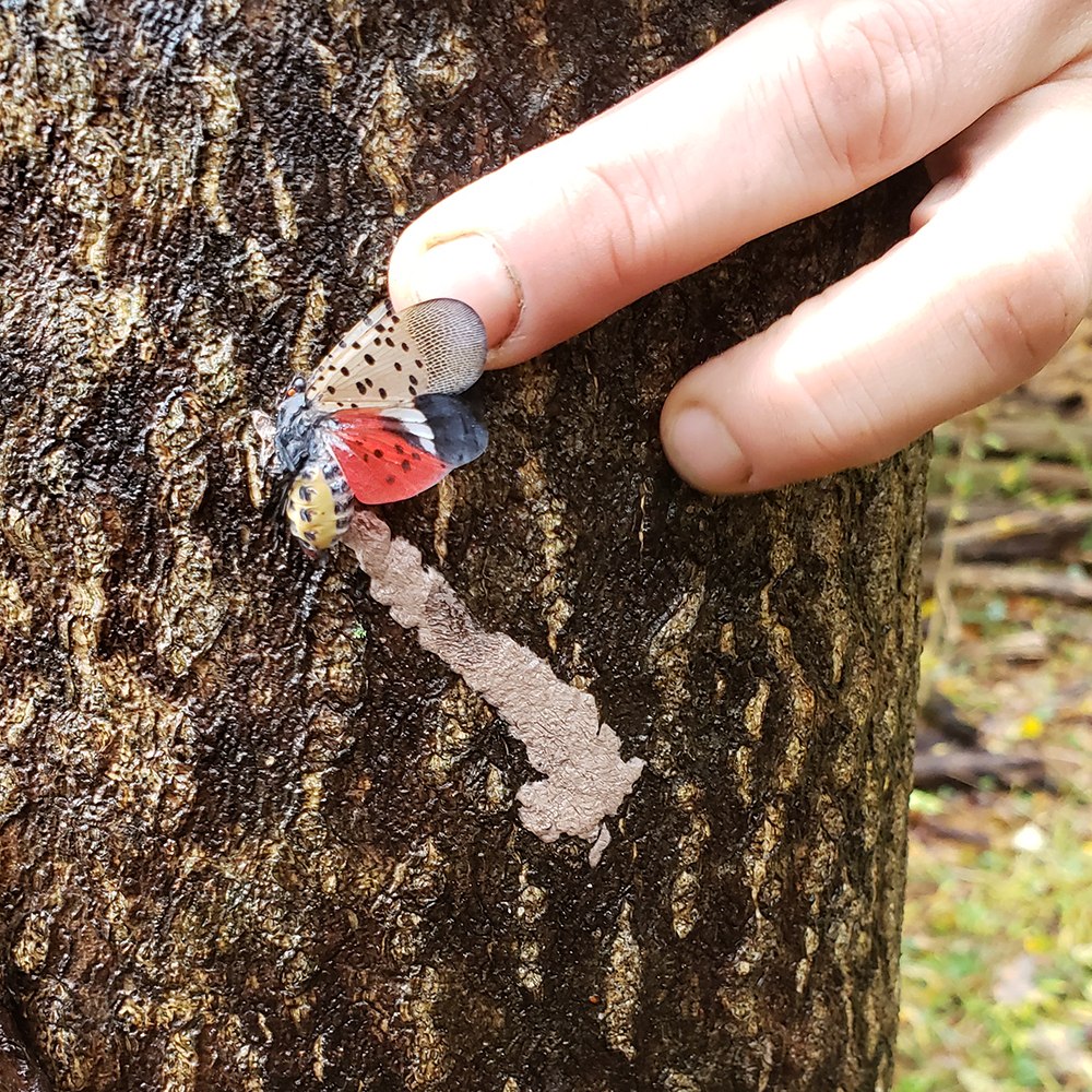 CT experts: Early detection of invasive lanternflies a priority