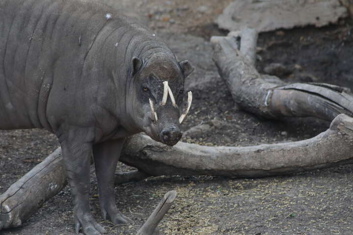 Rare 'pig deer' born at Texas zoo for 1st time ever