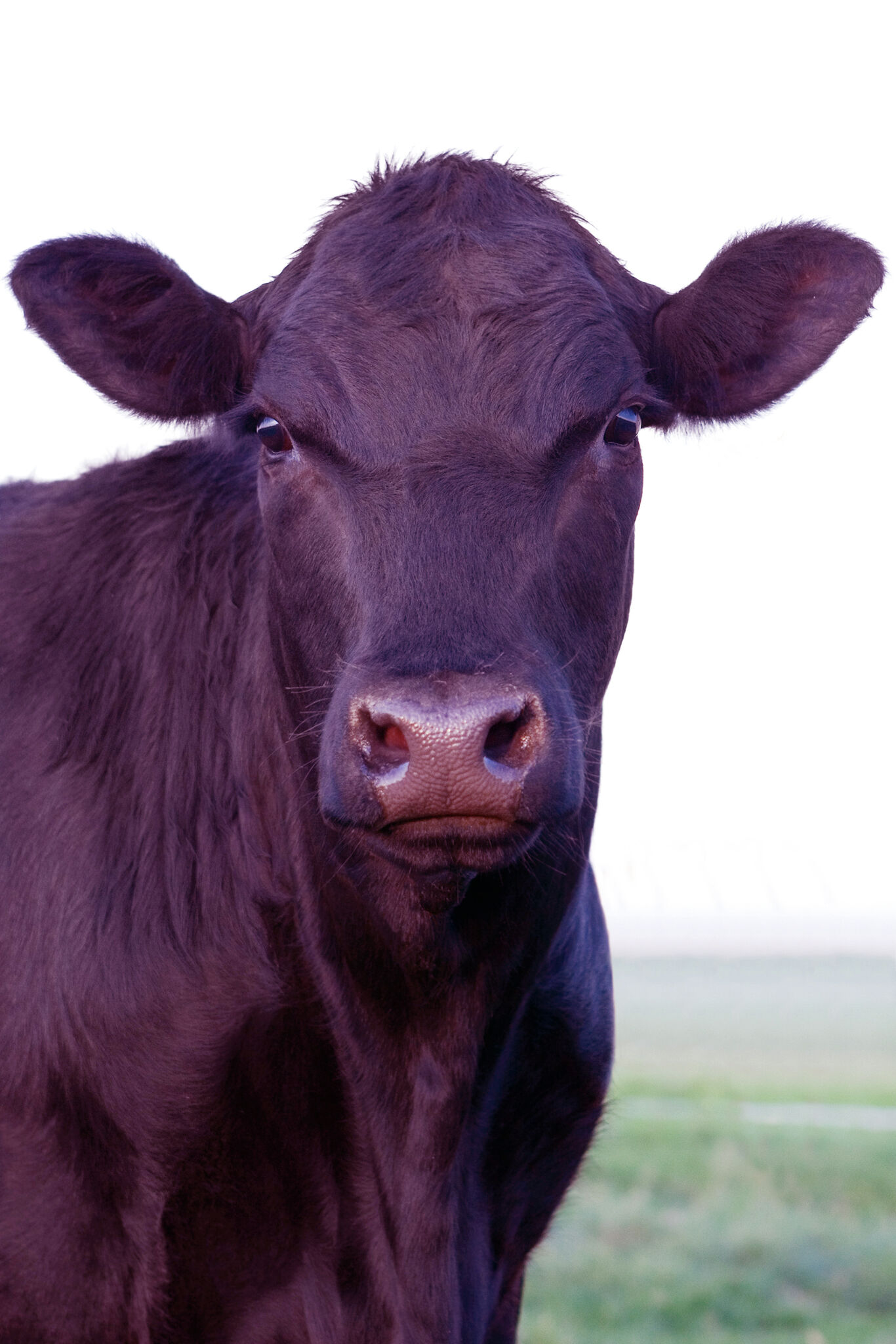 Two from Jacksonville join American Angus Association