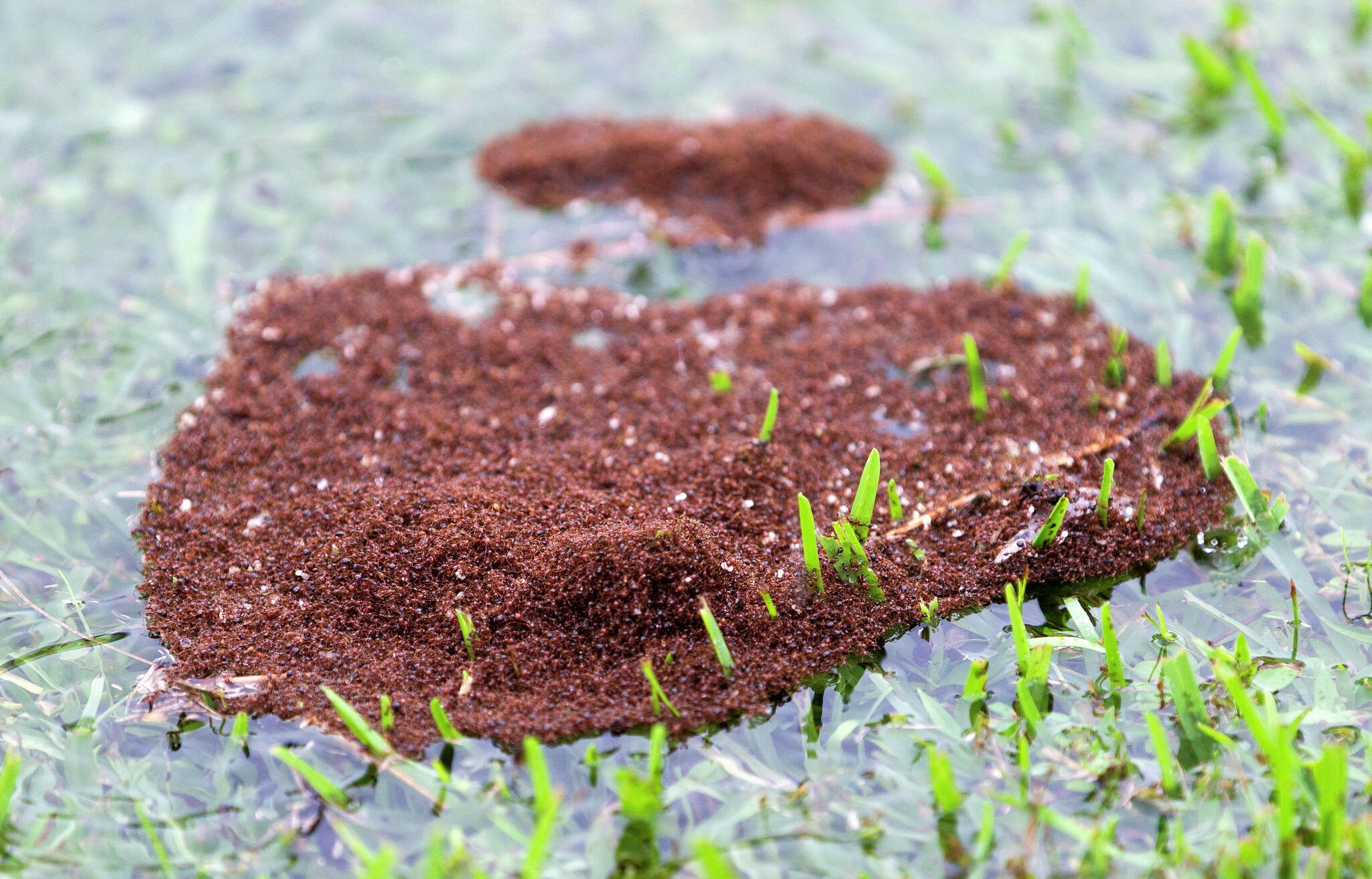 Houston floodwaters: Watch out for floating fire ants and snakes