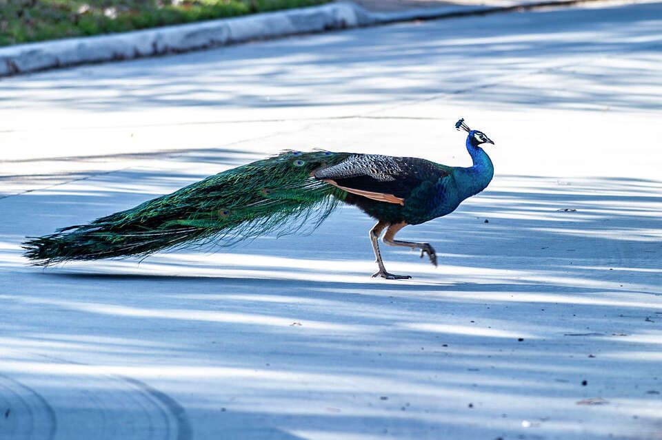 Houston neighborhood overrun with feral, aggressive peacocks