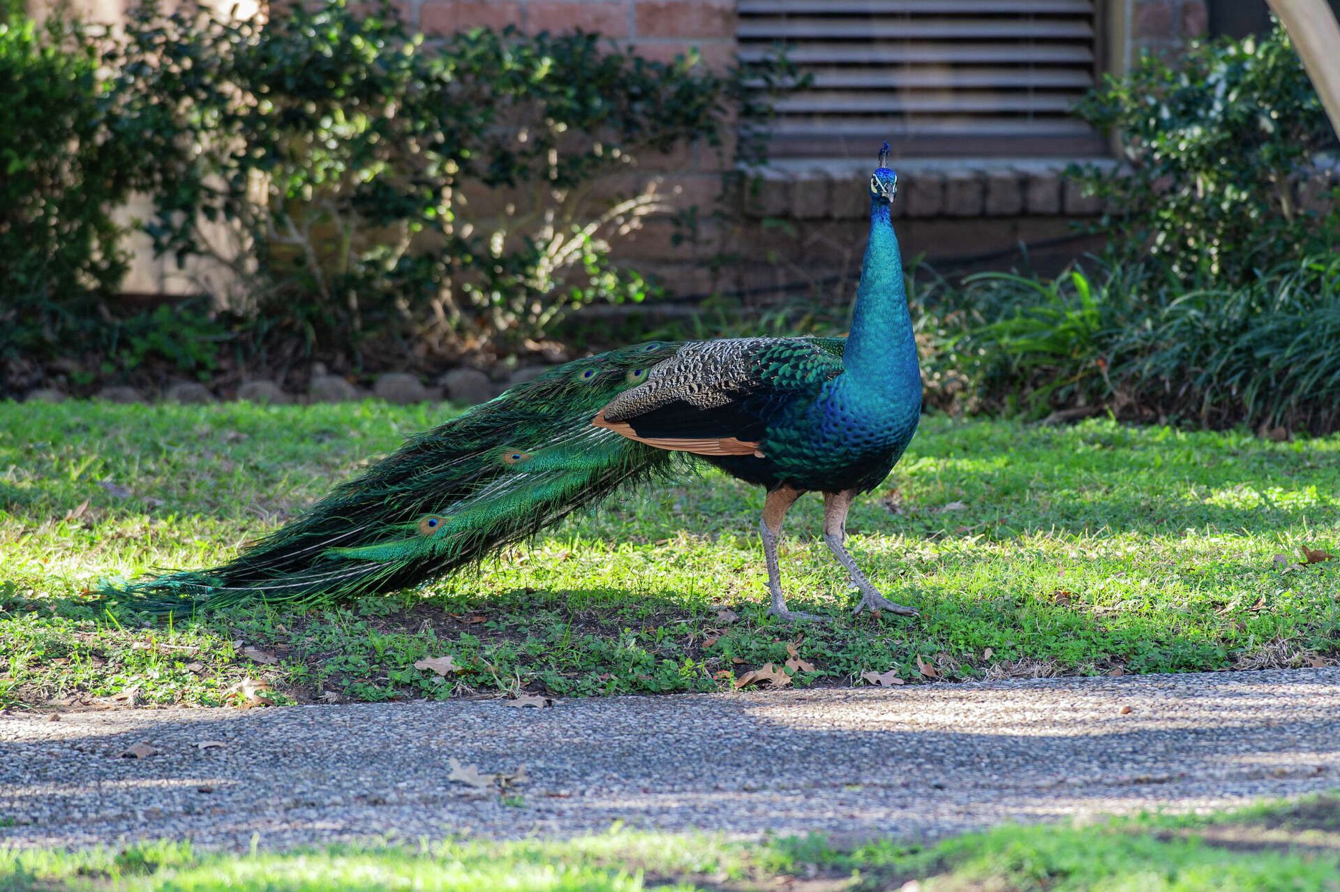 Houston neighborhood overrun with feral, aggressive peacocks