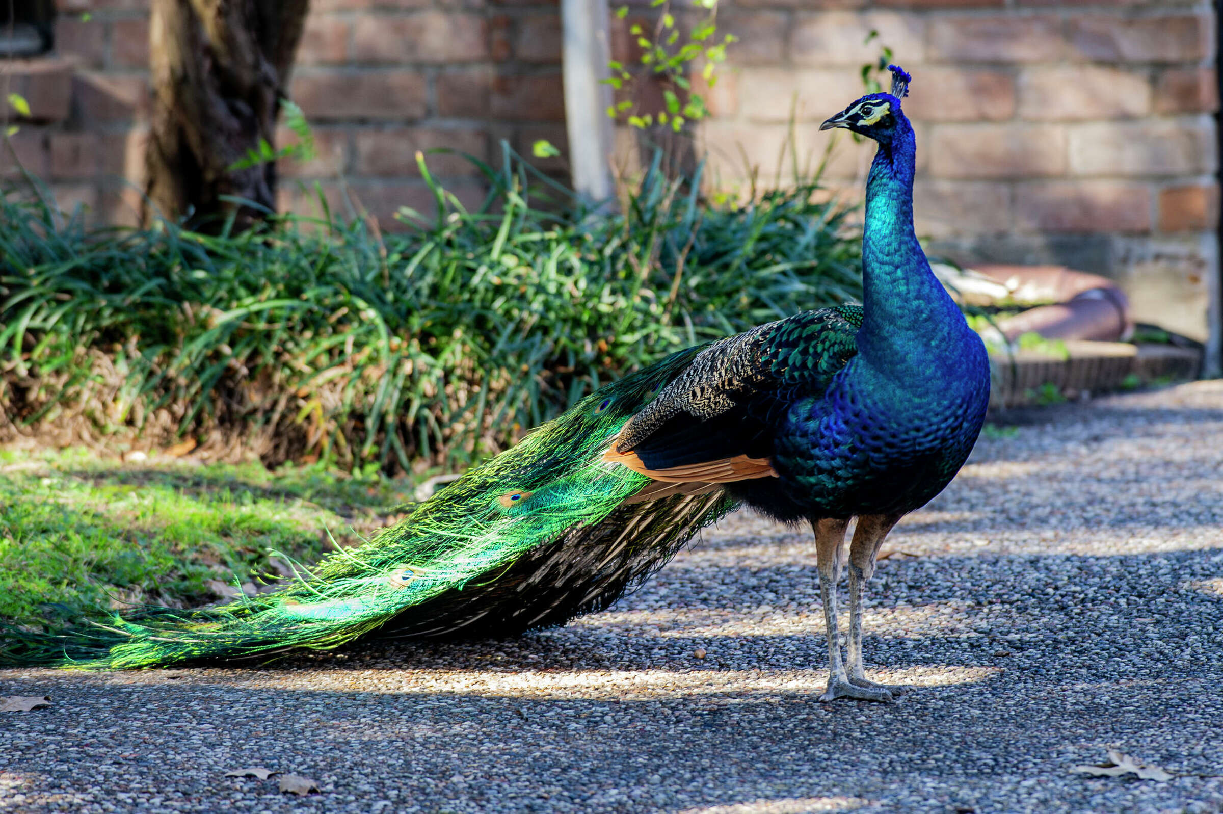 Houston neighborhood overrun with feral, aggressive peacocks
