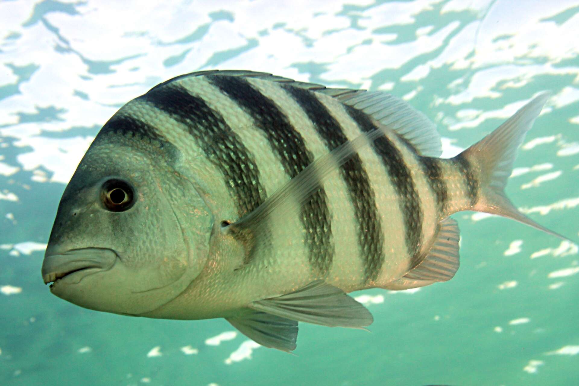 Why Is It Called A Sheepshead Fish