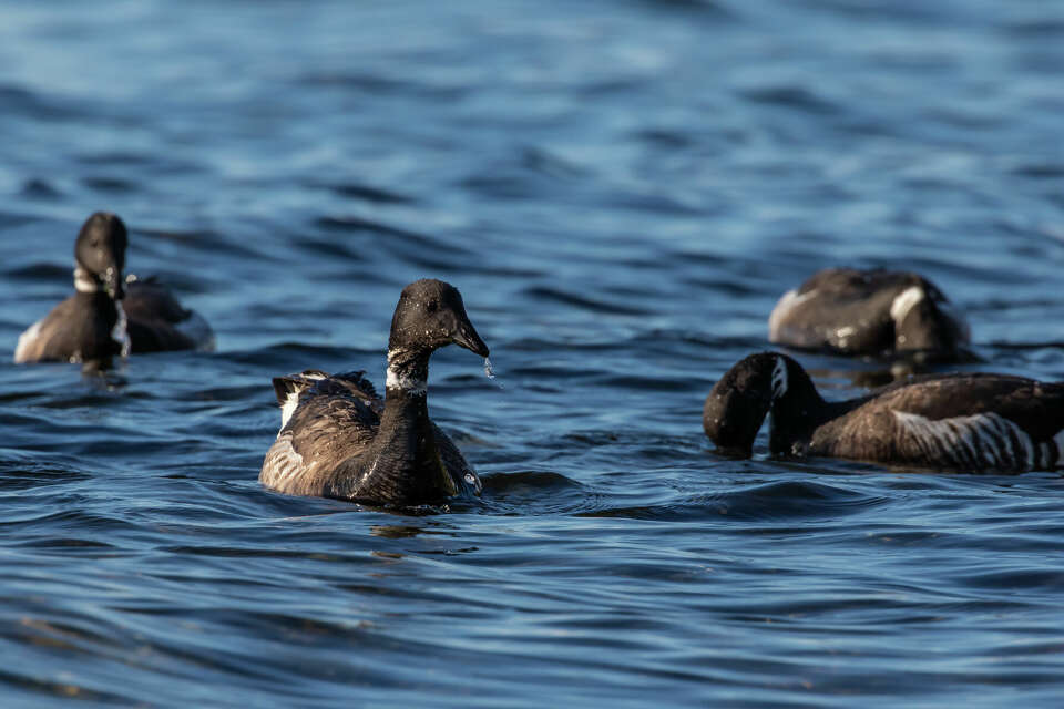 Winter birding guide: 60+ birds to look for in CT