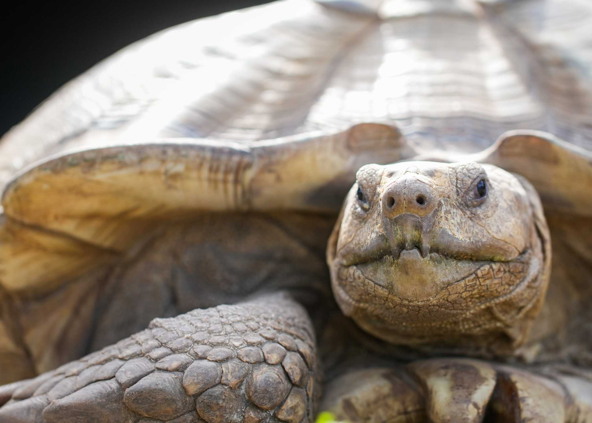 Jeremy the tortoise reported missing from Blue Heron Farm
