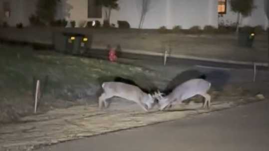 Oh deer! Video shows deer fighting in Mississippi neighborhood
