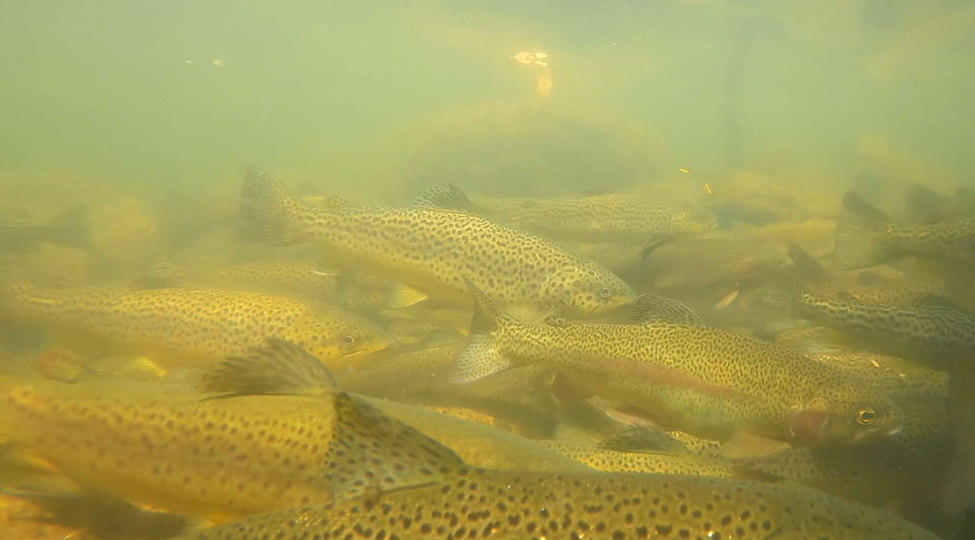 DEEP increases trout stocking in CT for its unofficial 'opening day'