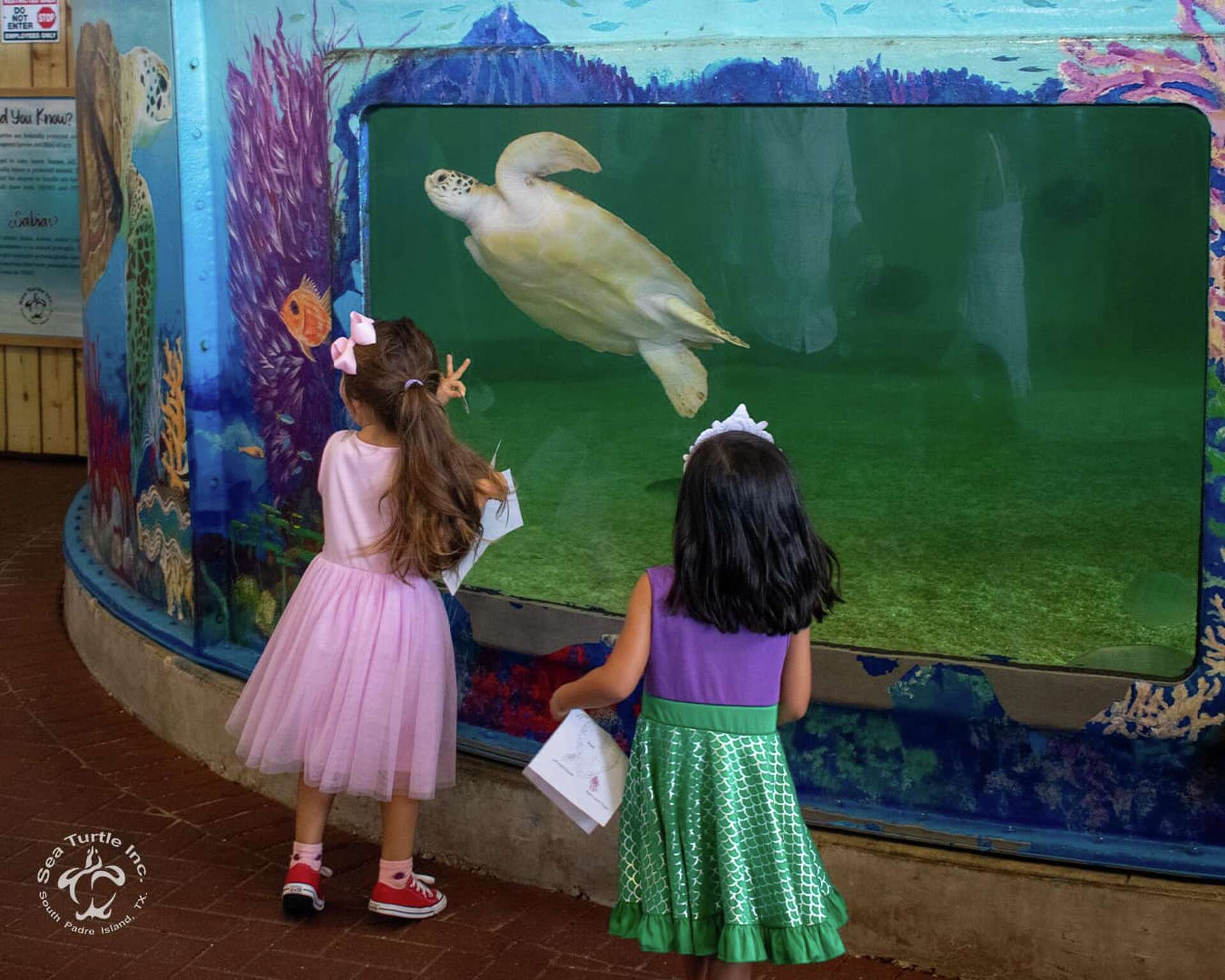 Sea Turtle Inc. in South Texas preps for possible freeze