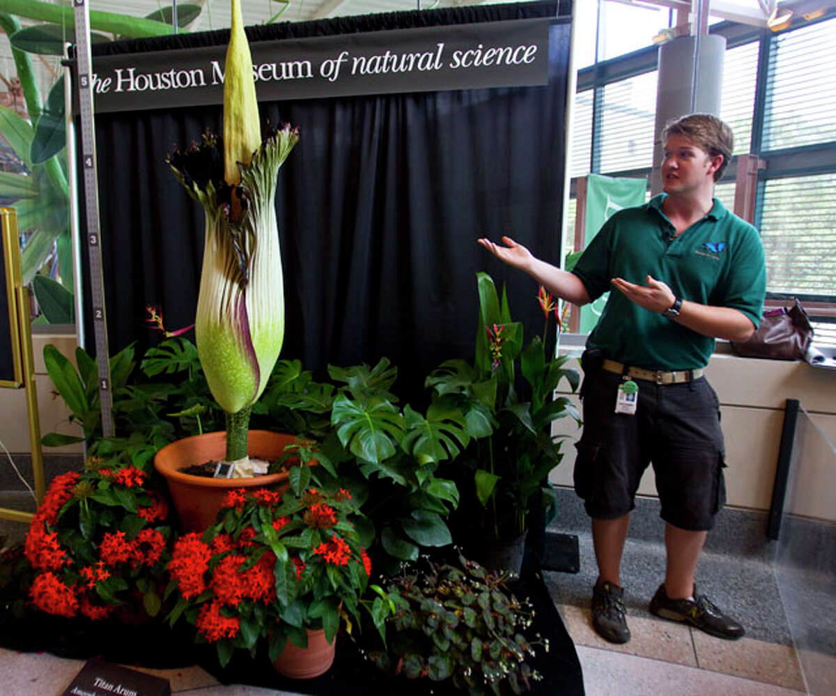 Houston's corpse flower