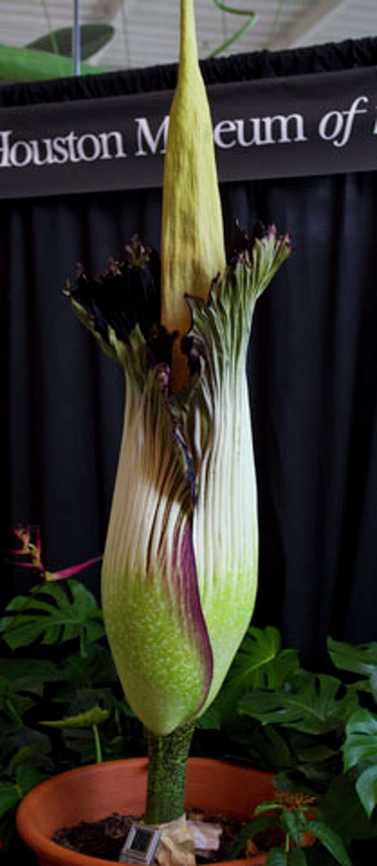 Houston's corpse flower