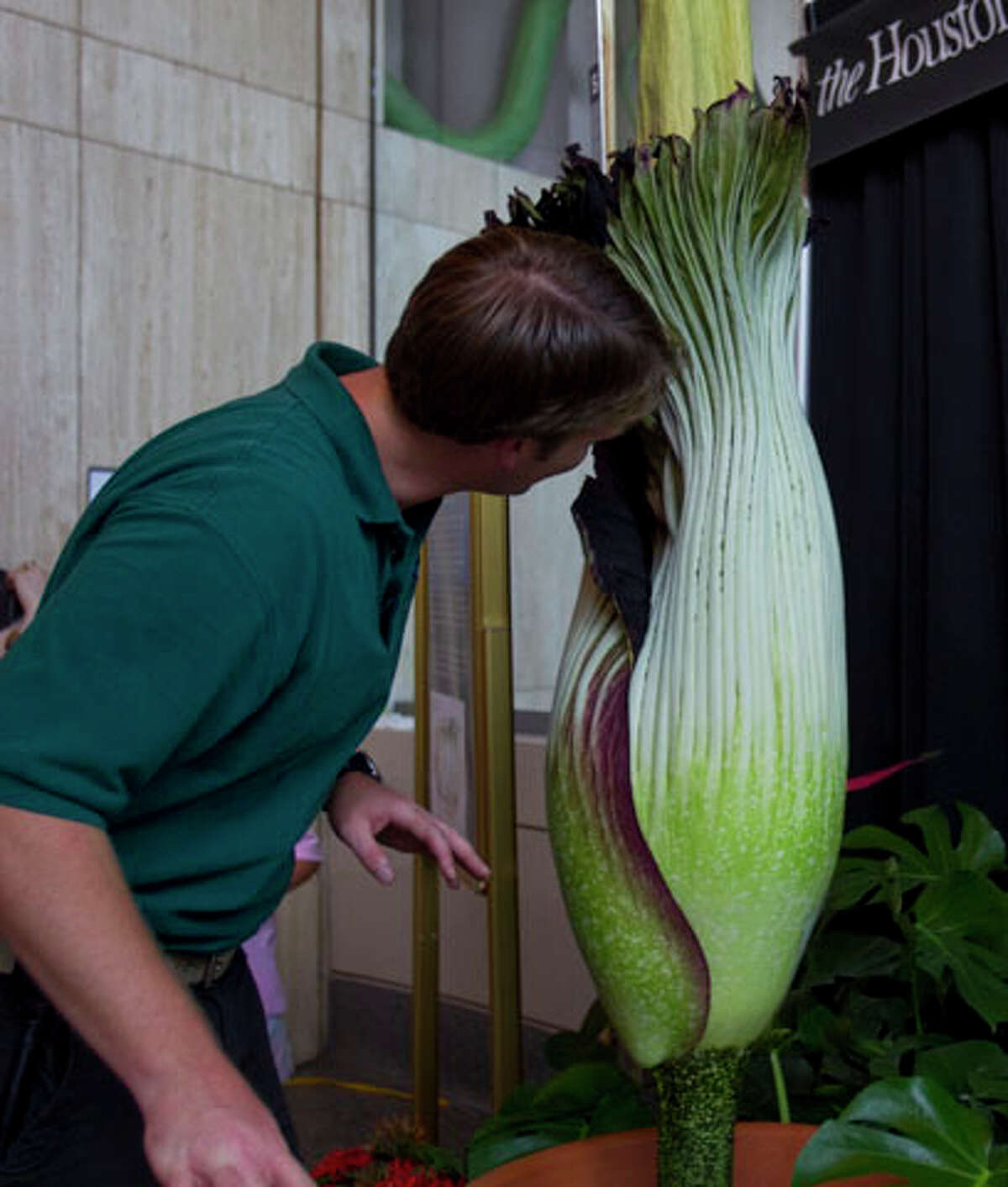 Houston's corpse flower