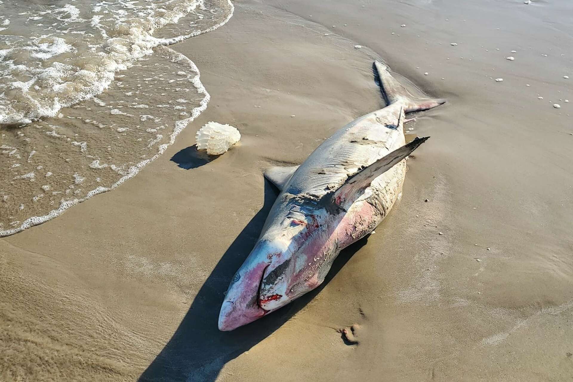 Three dead sharks wash up on Texas beach, alarming experts