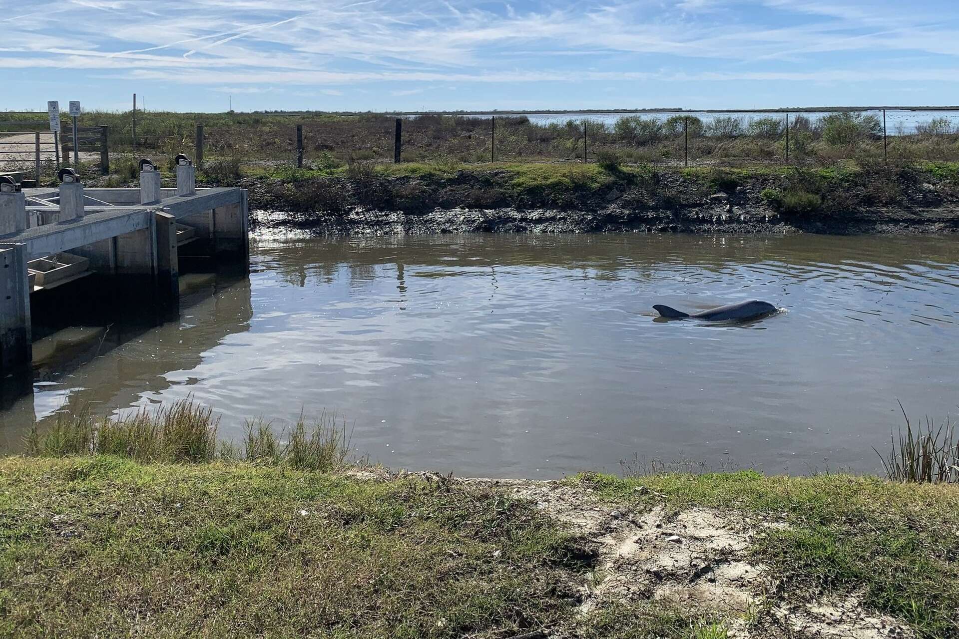Texas Gulf Coast dolphin ‘stranding’ season at its peak