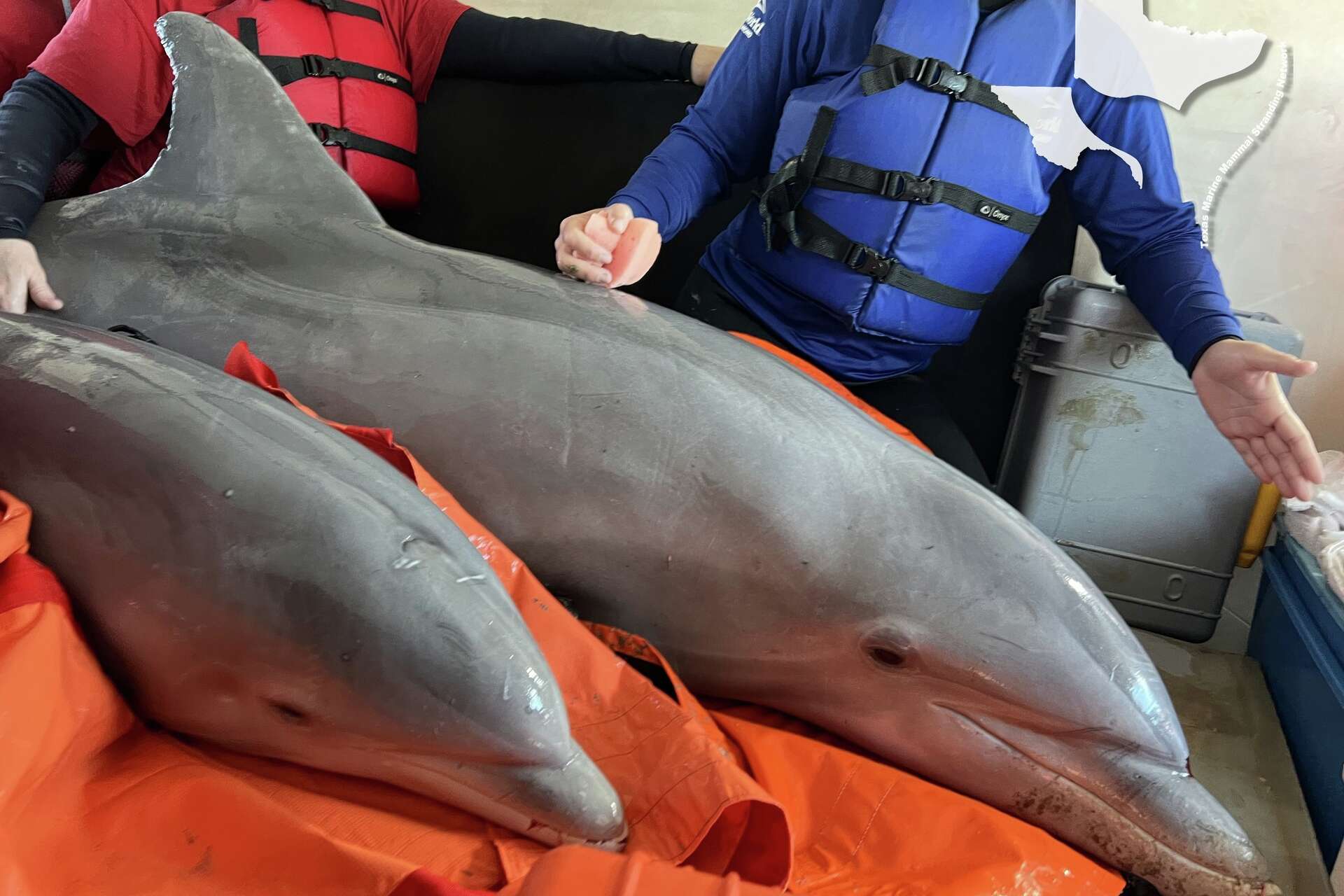 Texas Gulf Coast dolphin ‘stranding’ season at its peak