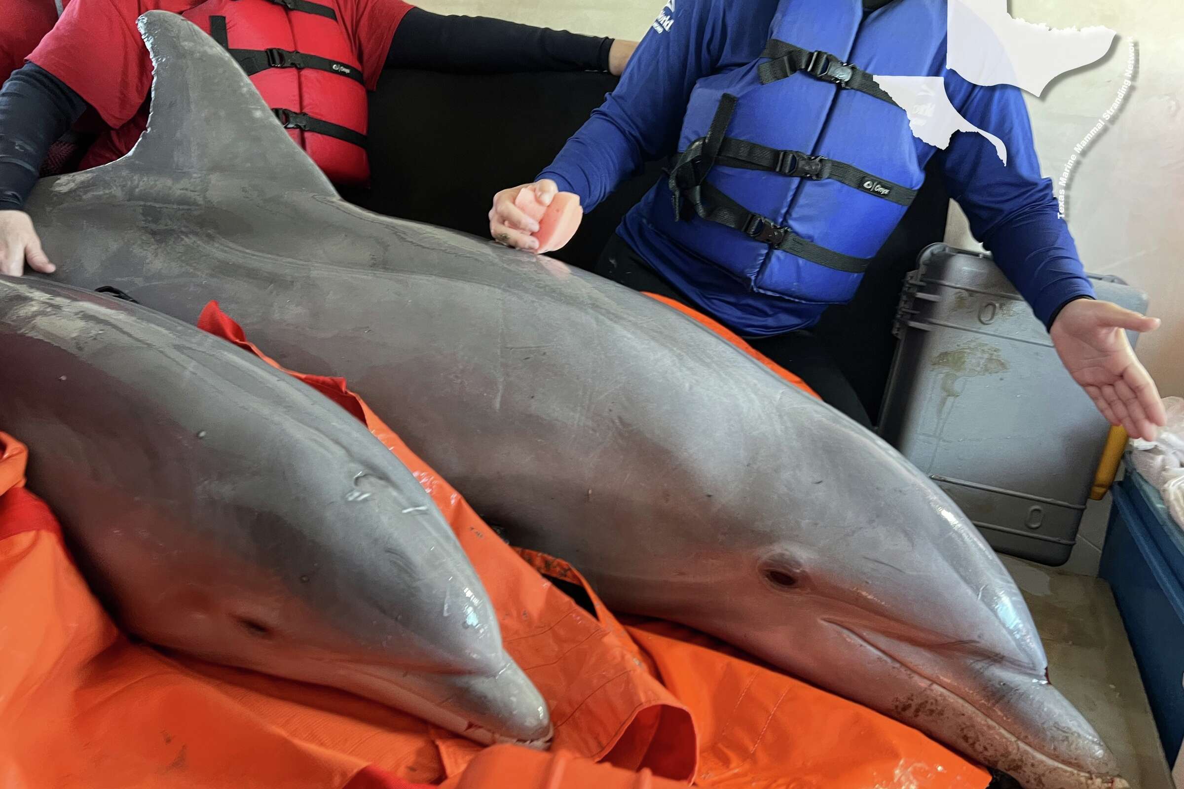 Texas Gulf Coast dolphin ‘stranding’ season at its peak