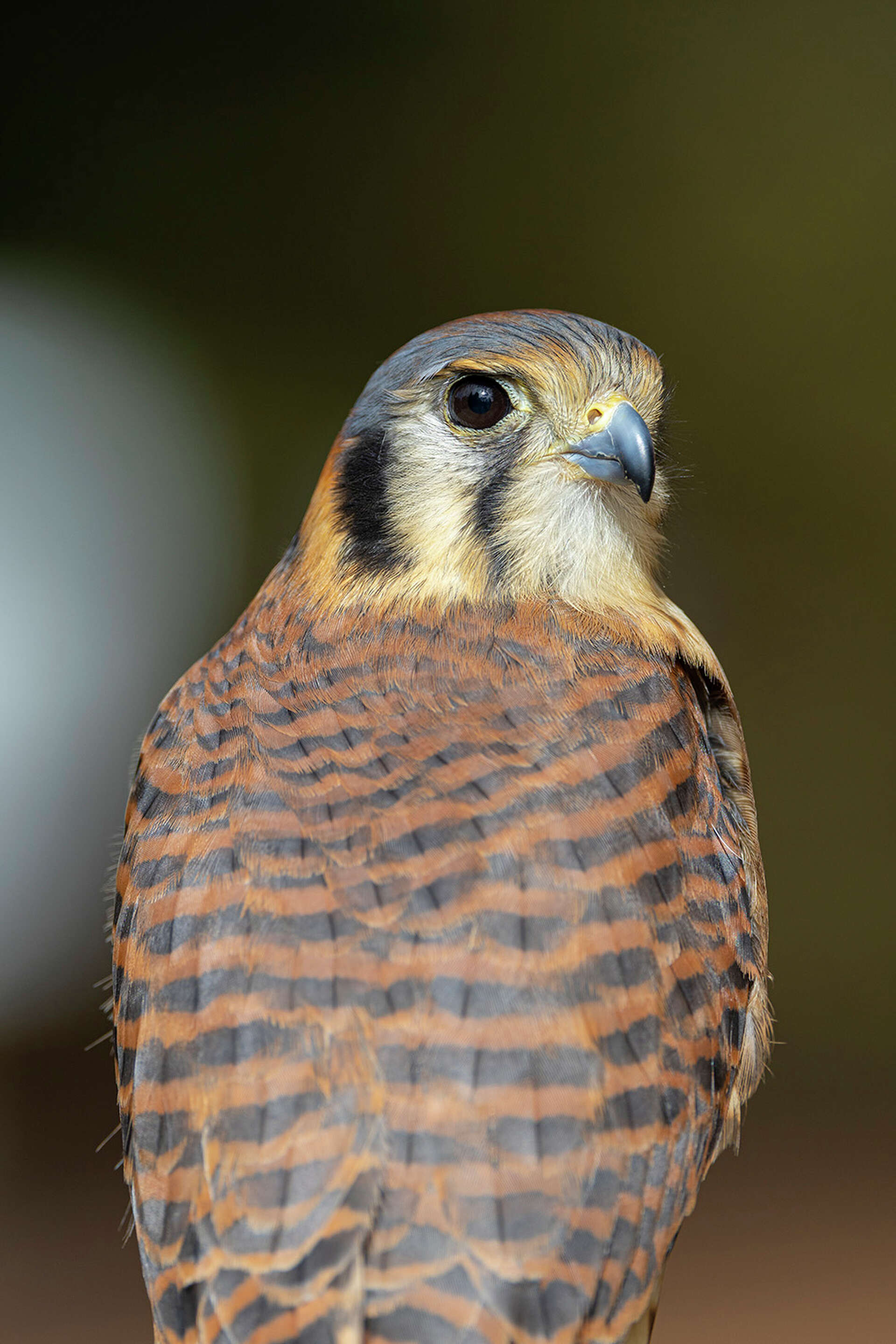 Winter is the time to spot American kestrel falcons in Texas