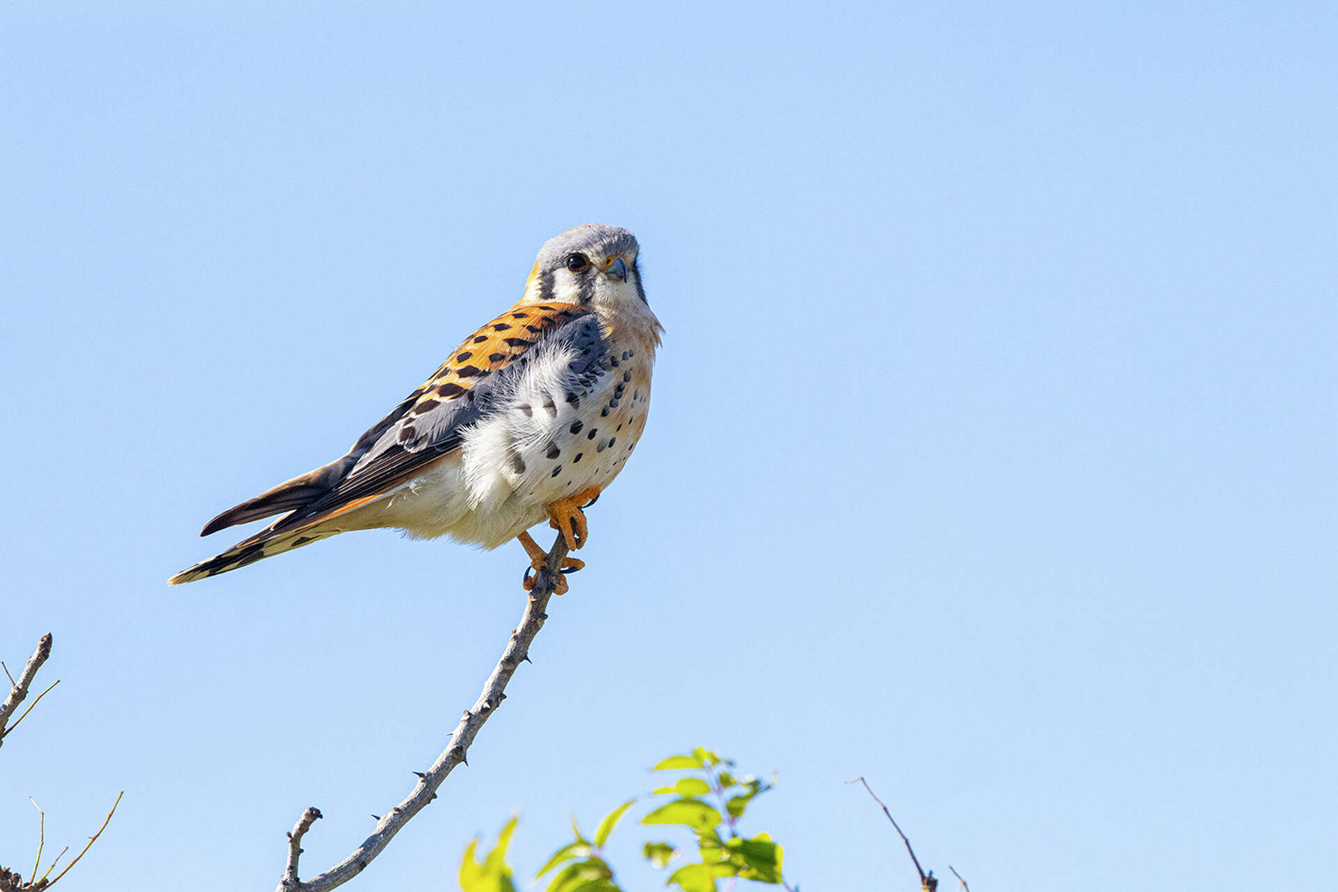 Winter is the time to spot American kestrel falcons in Texas