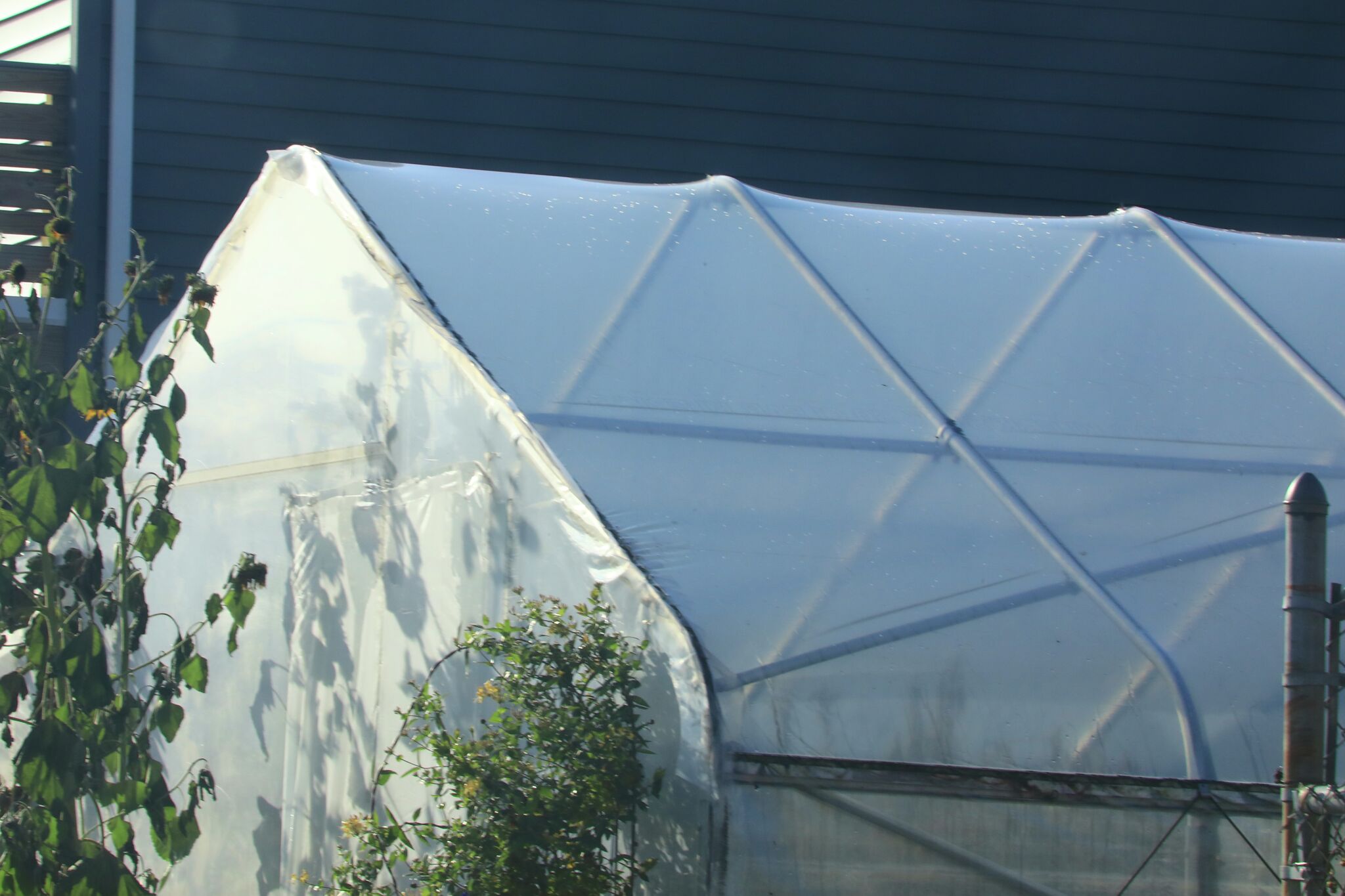 Protect your plants during San Antonio winter