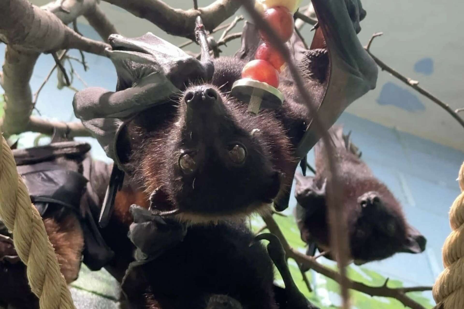 Rare flying foxes return to Texas zoo after 40 years