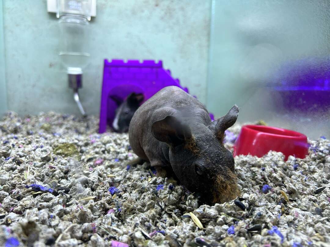Jumanji, an exotic pet store opens in Midland, Texas