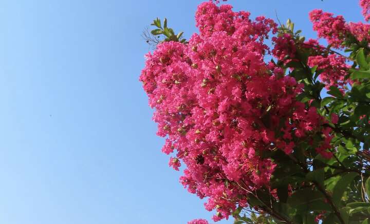 Experts warn Gulf Coast gardeners not to 'murder' crepe myrtles