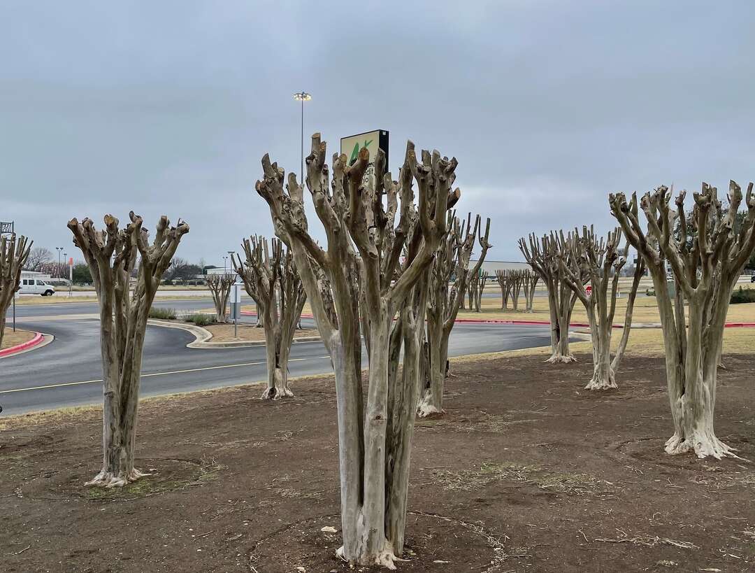 Experts warn Gulf Coast gardeners not to 'murder' crepe myrtles