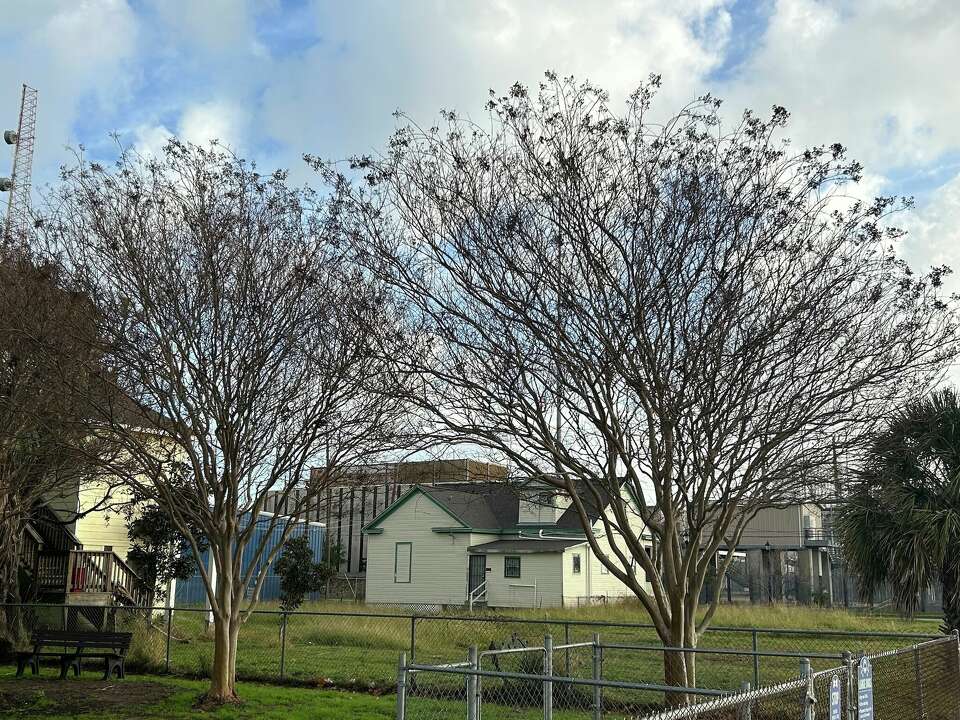 Experts warn Gulf Coast gardeners not to 'murder' crepe myrtles