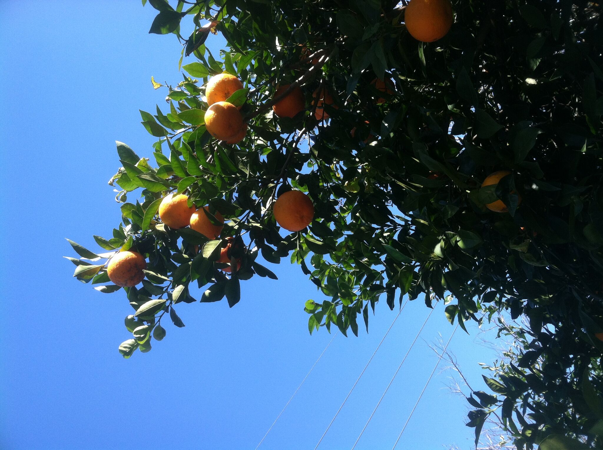 Caring for your citrus trees through the winter months