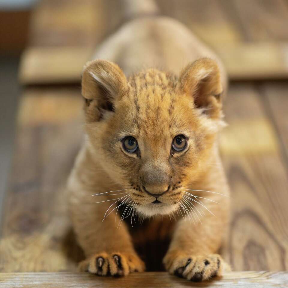 Adorable baby lion is first born at Texas zoo in 9 years