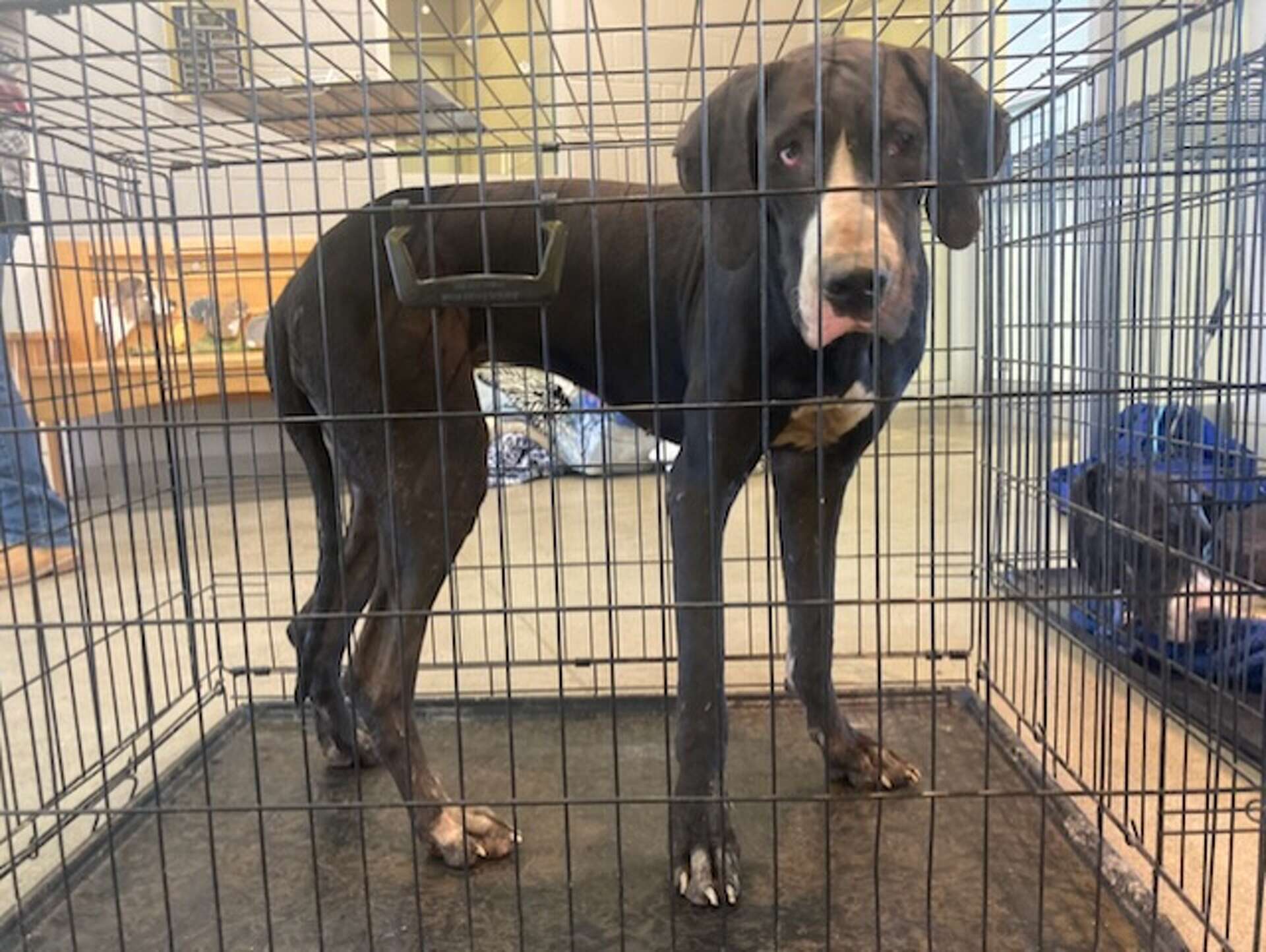 Undernourished Great Danes rescued in Dutchess County