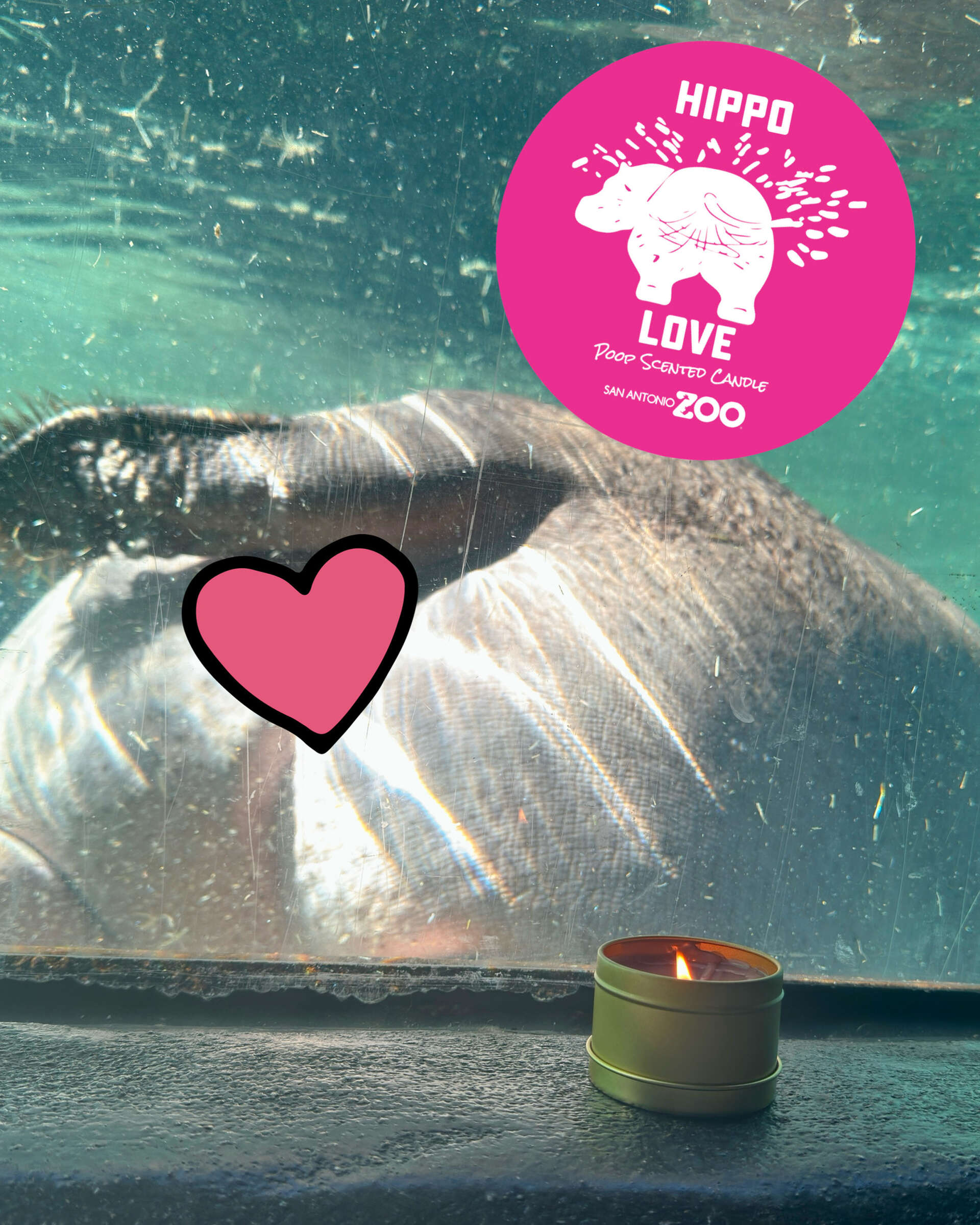S.A. Zoo selling poop-scented candles for Valentine’s Day