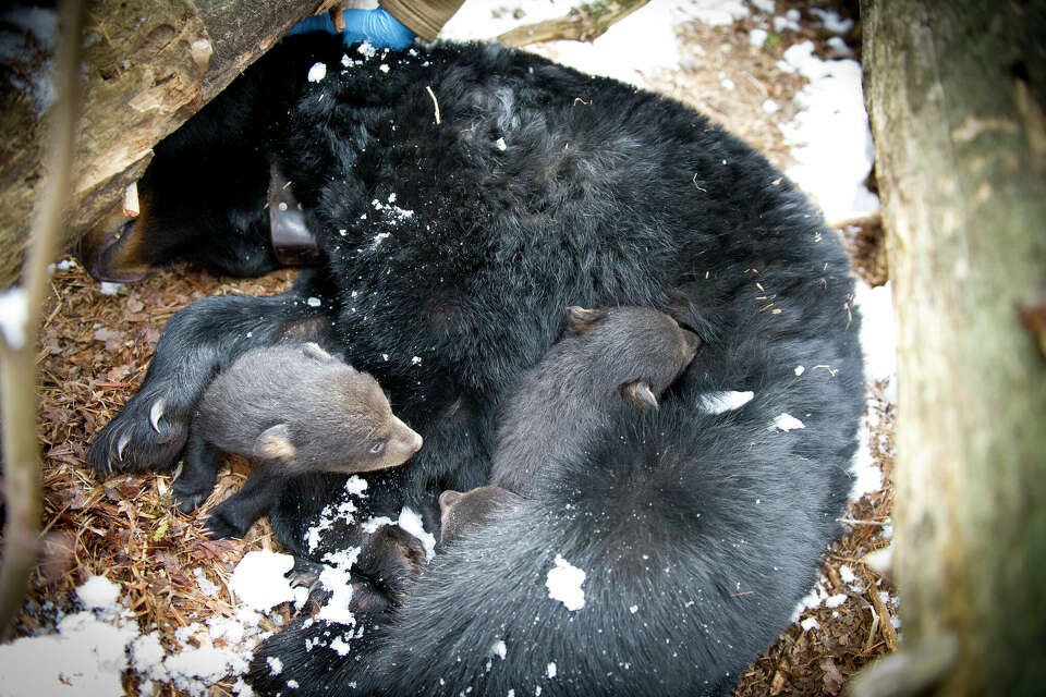DNR: Michigan bear populations are on the rise