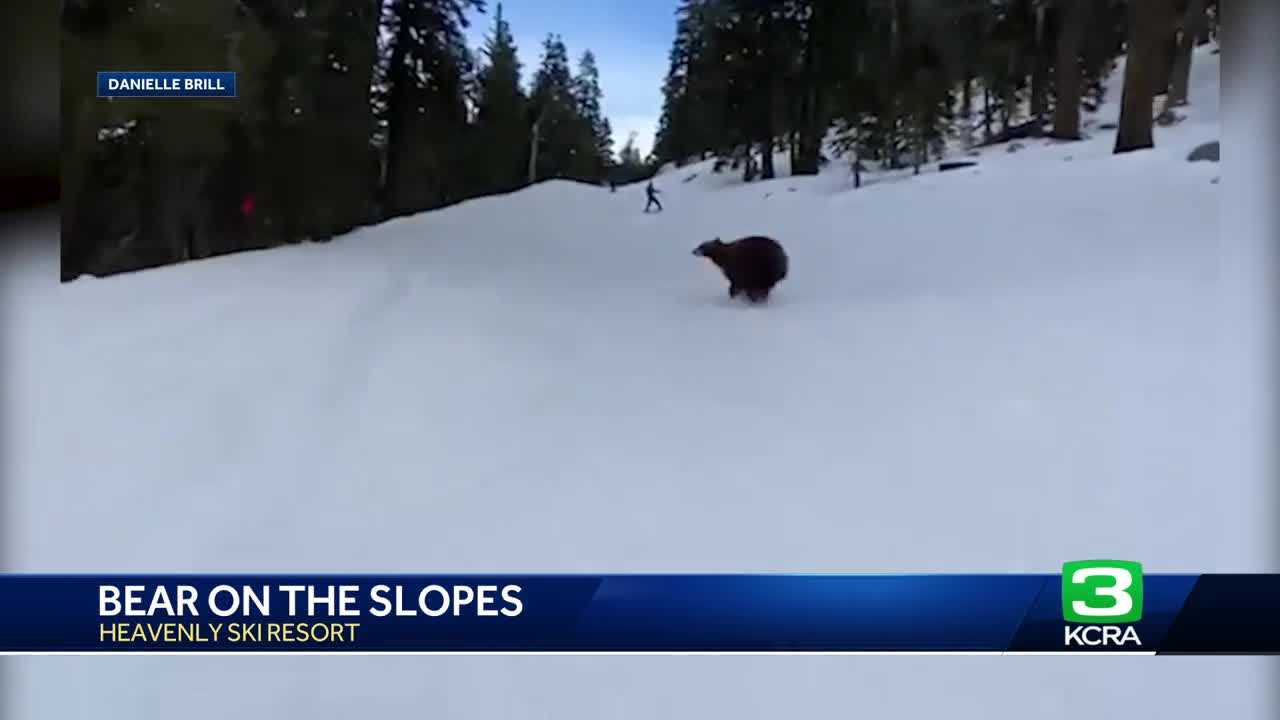 WATCH: Bear runs near skiers at Northern California resort