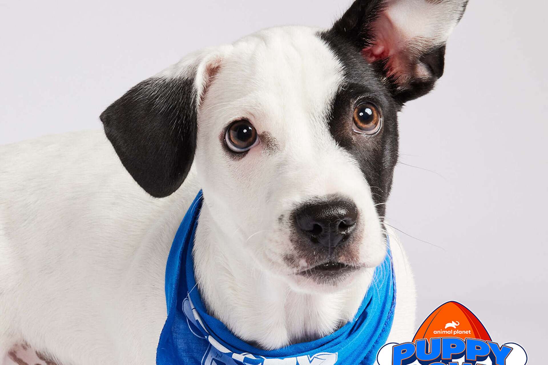 Meet the 13 CT dogs competing in this year's Puppy Bowl