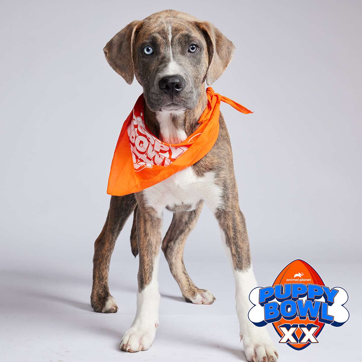 Redbone Coonhound Husky Mix