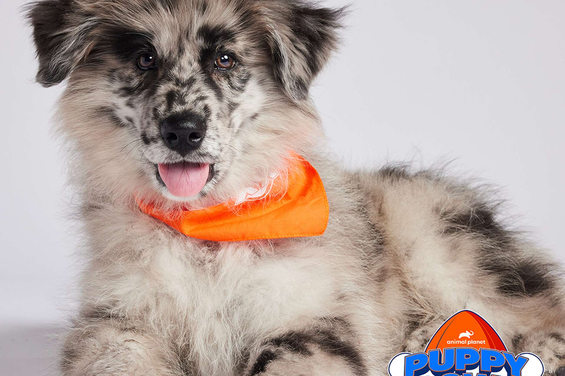 Meet the 13 CT dogs competing in this year's Puppy Bowl