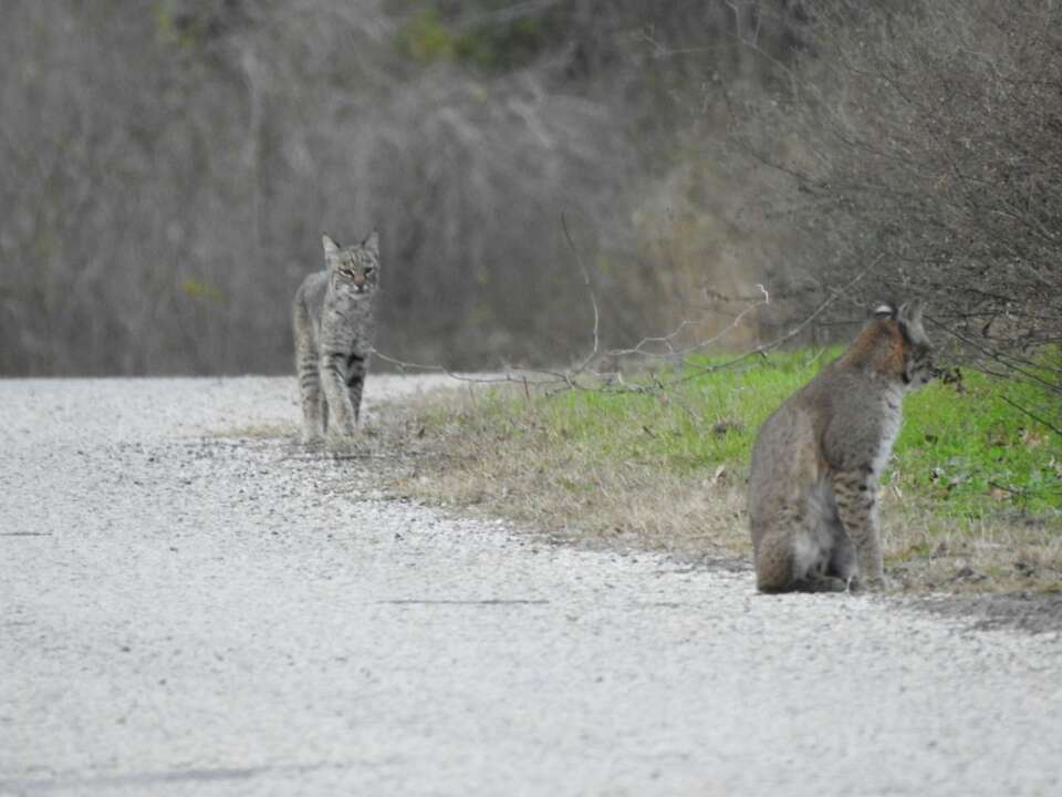 Texas State Parks staff share images of wild bobcats