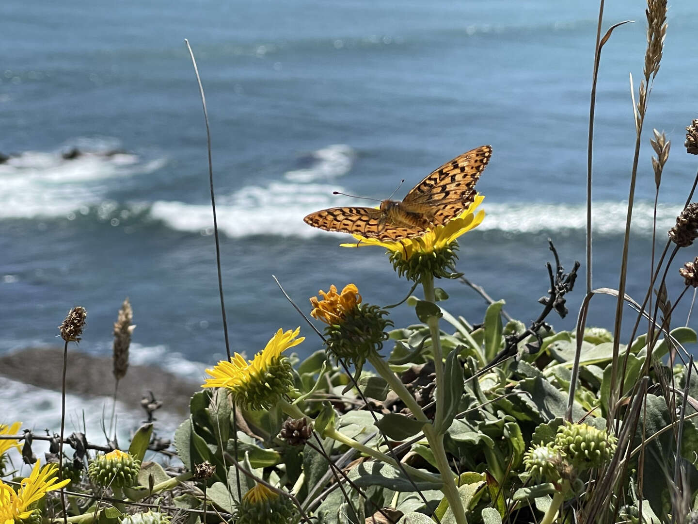 Hundreds of endangered butterflies slated to be released in California
