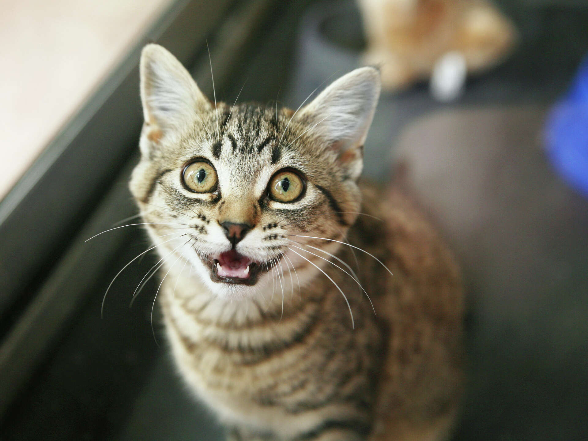 How to become fluent in speaking 'cat'