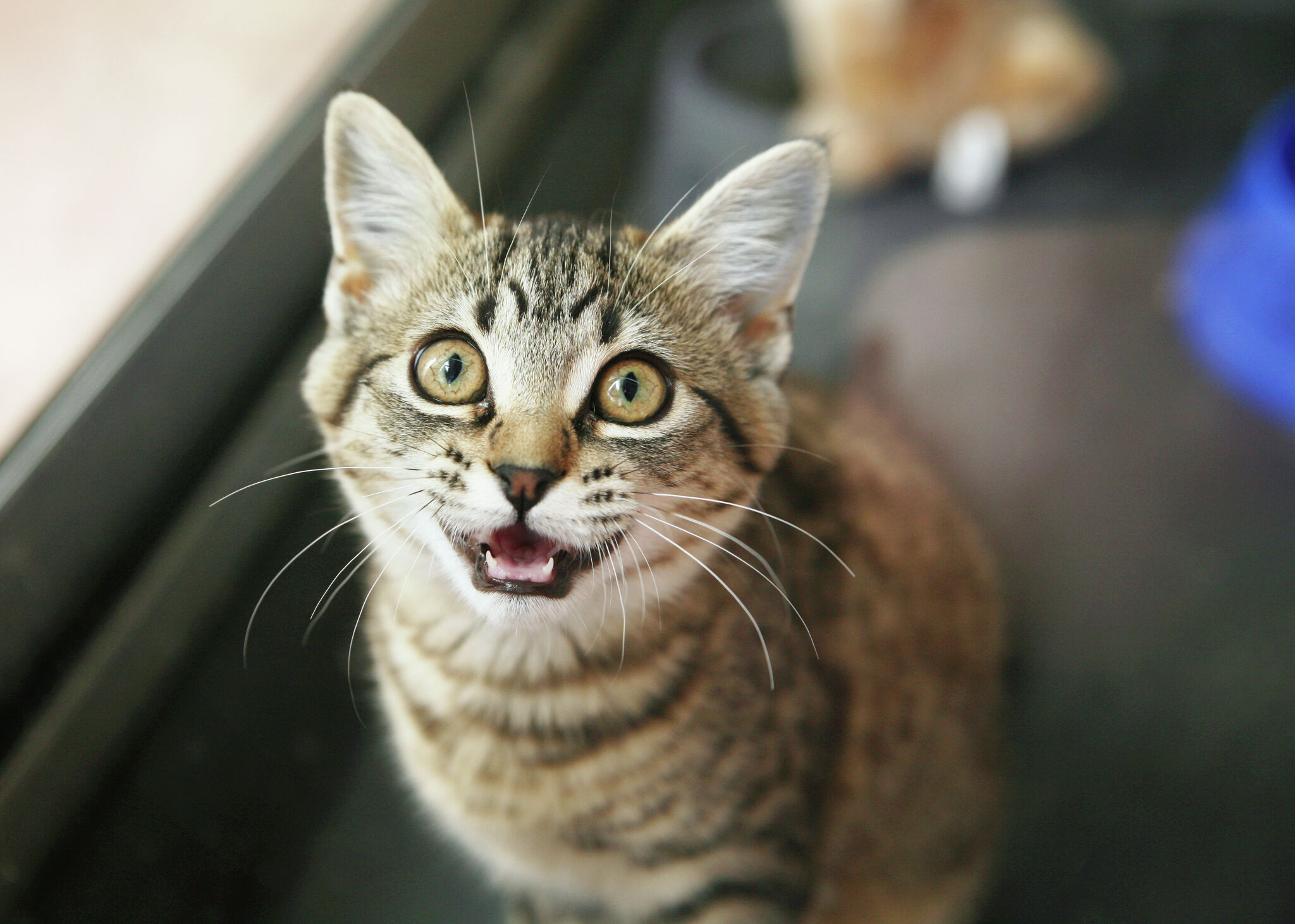 How to become fluent in speaking 'cat'