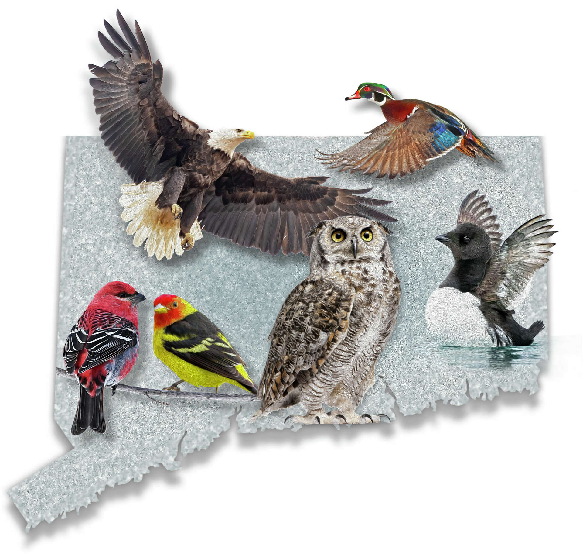 Winter birding guide: 60+ birds to look for in CT