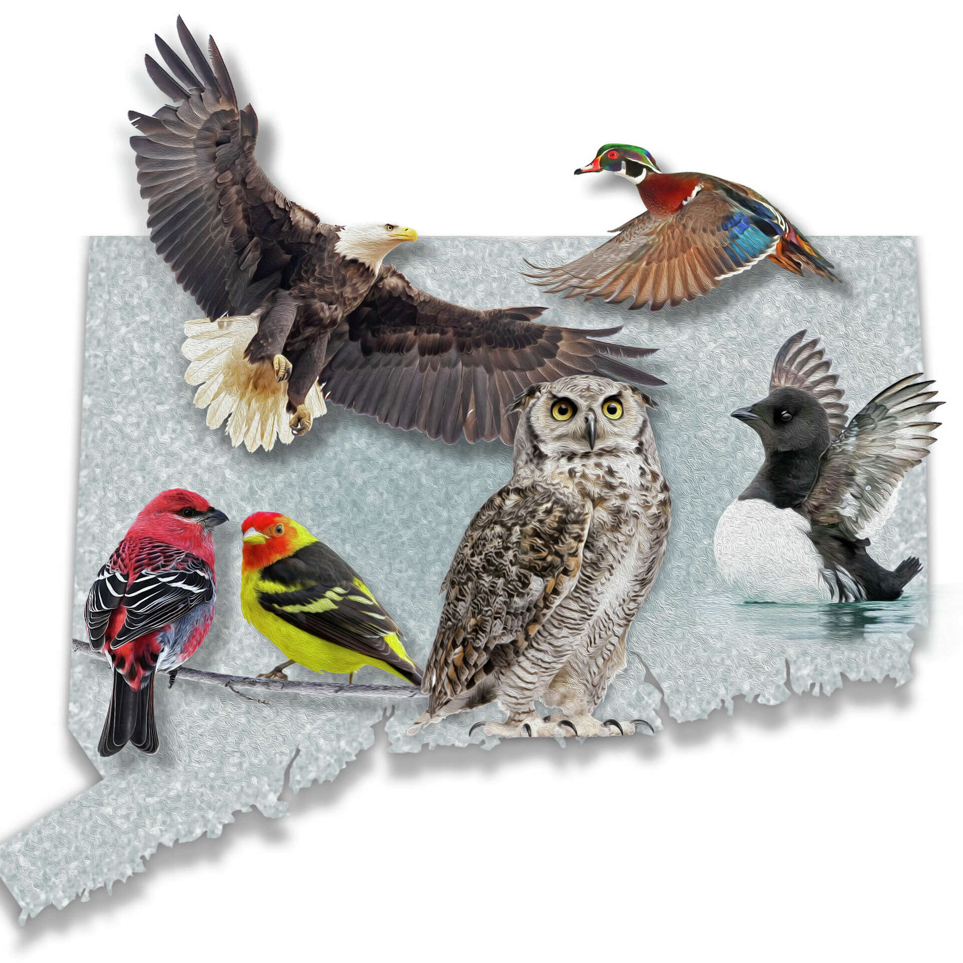 Winter birding guide: 60+ birds to look for in CT