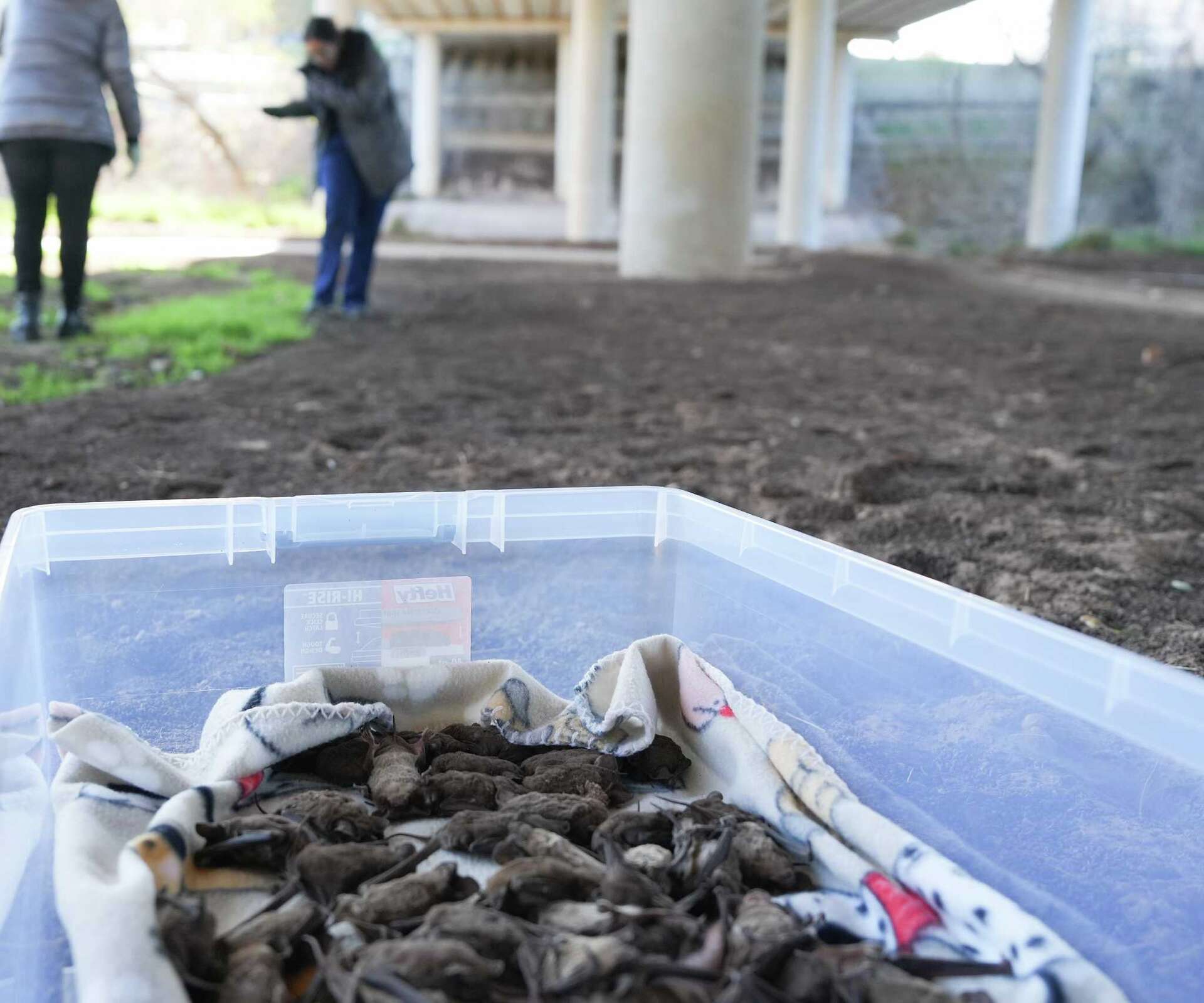 Houston Humane Society to release bats saved from freezing weather