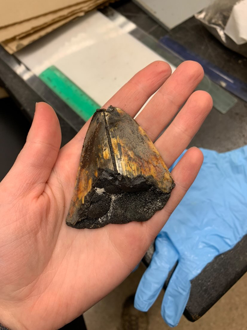 CT-based Ocean Exploration find megalodon tooth fossil in deep sea