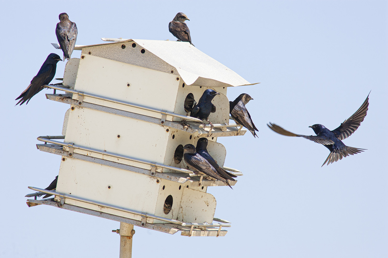 Purple martins move into Houston's nesting boxes for the winter