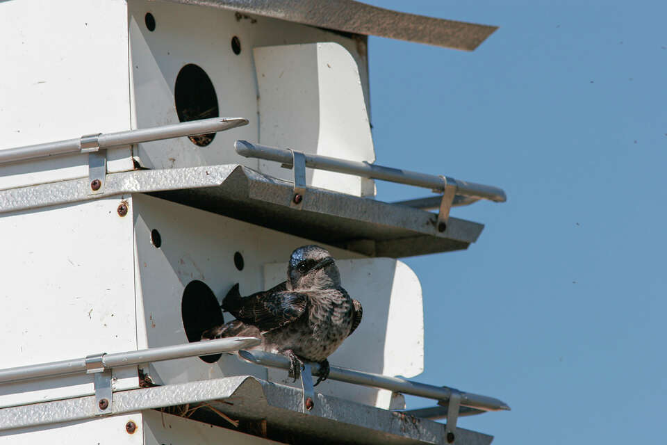 Purple martins move into Houston's nesting boxes for the winter