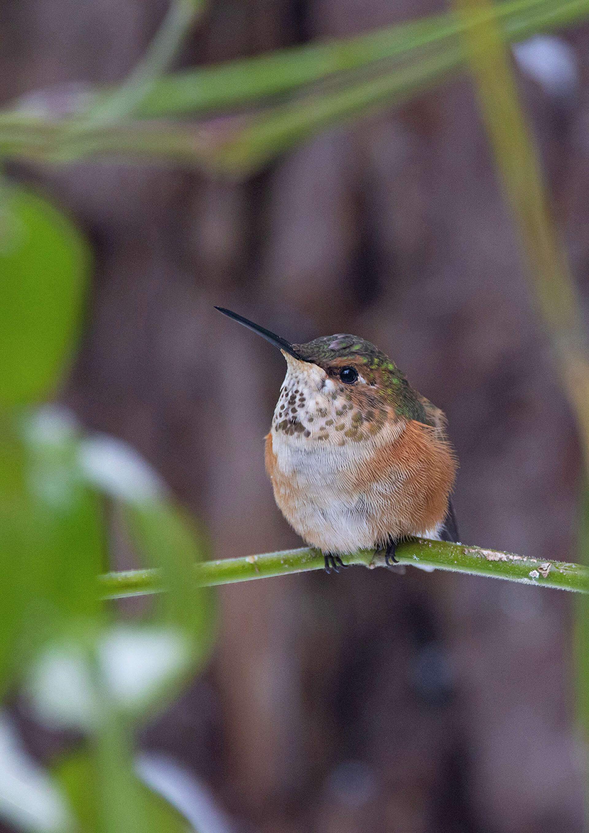 Rufous hummingbirds are wintering in Houston — and they're hungry