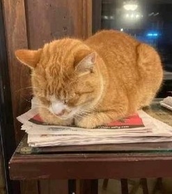 Saratoga restaurateur allegedly grabs cat, dumps it outside shelter